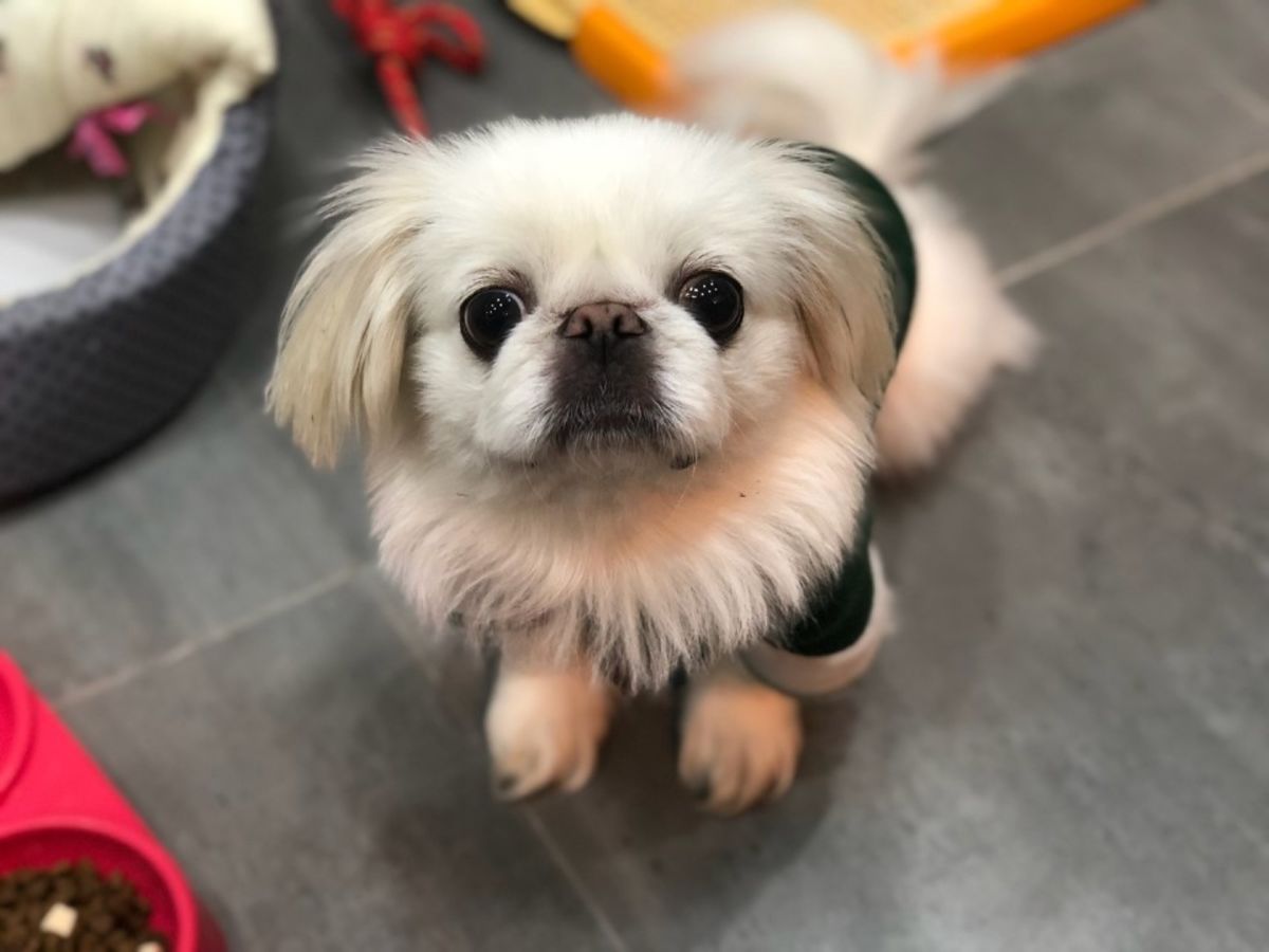 페키니즈 마떼 책임분양 강아지입양 고양이입양 도그마루 입양케어센터 유기견입양 유기견분양 유기묘분양 강아지파양 고양이파양 유기묘입양 유기견센터 고양이분양 전남강아지무료