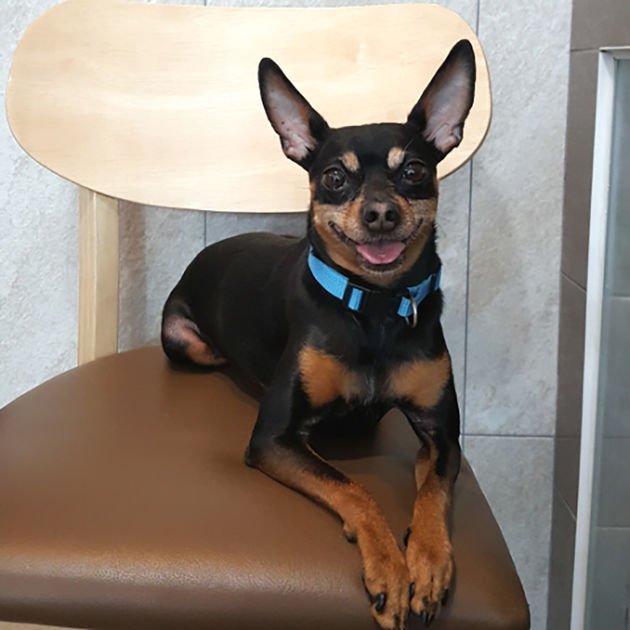 세종 2018 0002 미니핀 쥐눈이 책임분양 강아지무료분양 고양이무료분양 도그마루 보호소 유기견 강아지입양 유기견입양 고양이입양 유기견무료분양 유기묘보호소