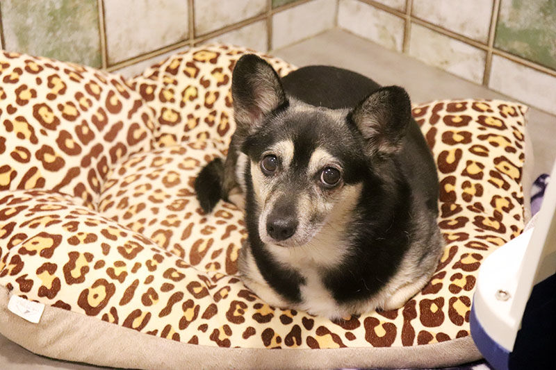 잠실 2018 0361 비숑프리제분양가 유기견 미니비숑 웰시코기분양 스피츠 요크셔테리어분양 먼치킨고양이 노르웨이숲고양이분양 강아지입양 고양이입양 도그마루 입양케어센터