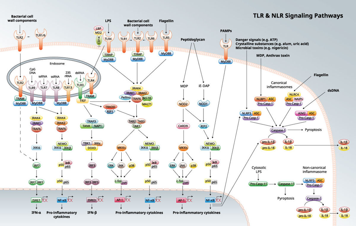 TLR & NLR Signaling Pathways : Invivogen 제품 소개