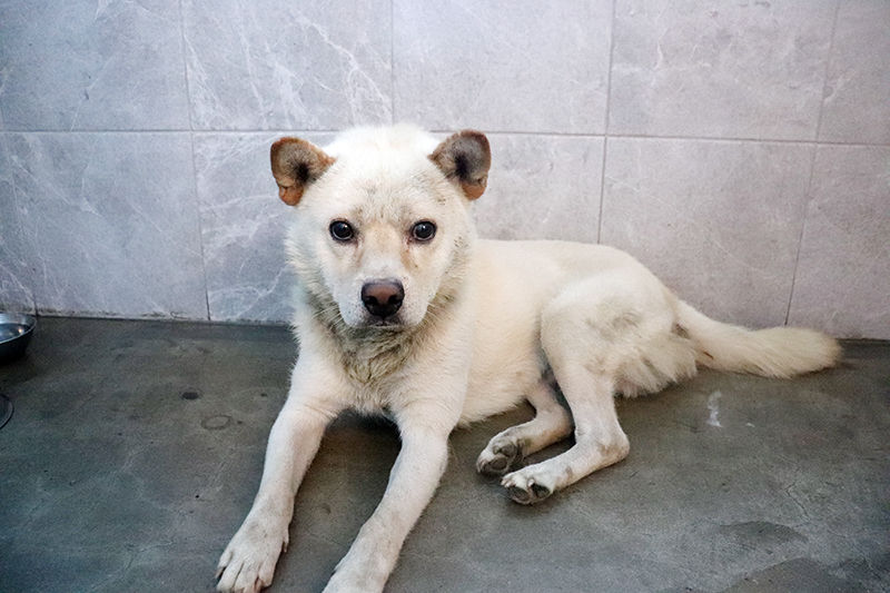 인천 2018 0167 진돗개 멍멍이 책임분양 강아지입양 고양이입양 도그마루 입양케어센터 유기견입양 유기견분양 유기묘분양 강아지파양 고양이파양 유기묘입양 유기견