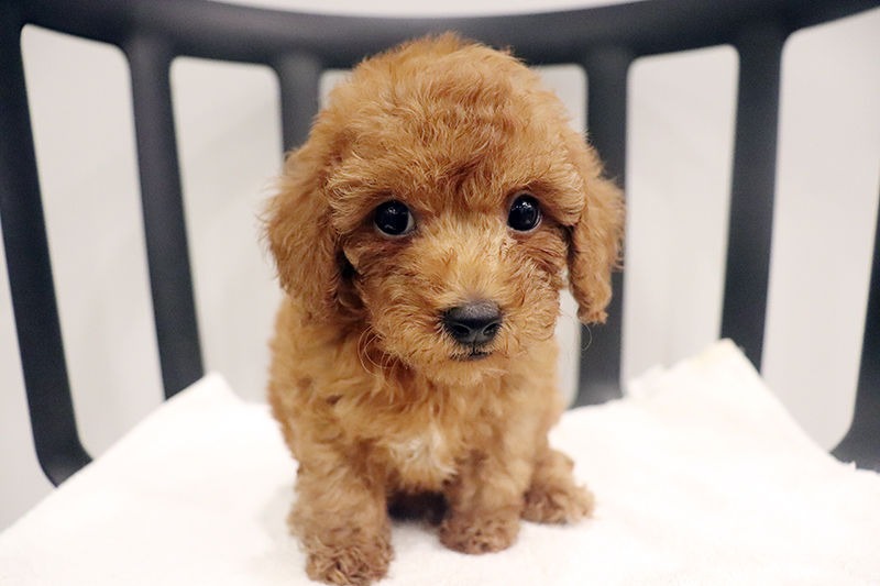 인천 2018 0169 푸들 책임분양 강아지무료분양 고양이무료분양 도그마루 보호소 유기견 강아지입양 유기견입양 고양이입양 유기견무료분양 유기묘보호소 강아지파양 유기묘입양