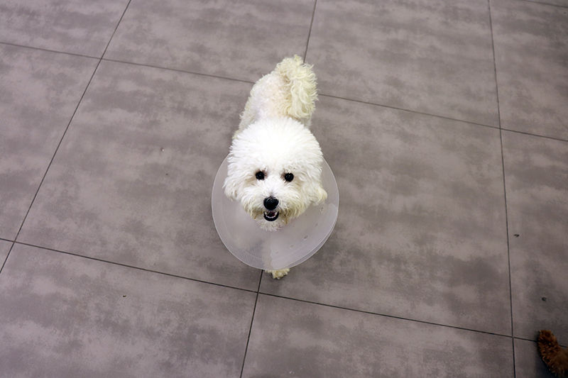 보호소 이야기 입니다 강아지입양 고양이입양 도그마루 입양케어센터 유기견입양 유기견분양 유기묘분양 강아지파양 고양이파양 유기묘입양 유기견센터 고양이분양