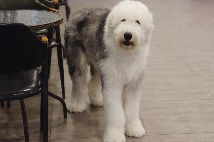 잠실 2018 0835 울산강아지분양 요크셔테리어분양가 새끼강아지분양 잉글리쉬불독 천안고양이분양 가정강아지분양 강아지입양 보더콜리 강아지입양 고양이입양 도그마루 입양