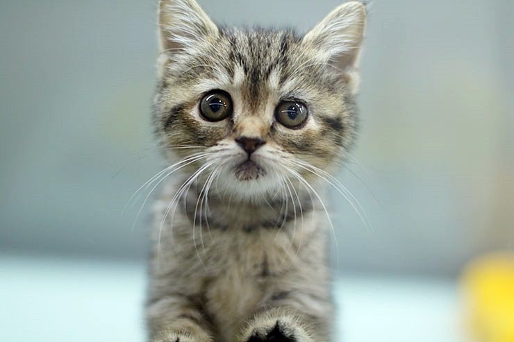 부산 2018 0567 브리티쉬 혼종 모리 책임분양 강아지무료분양 고양이무료분양 도그마루 보호소 유기견 강아지입양 유기견입양 고양이입양 유기견무료분양 유기묘보호소