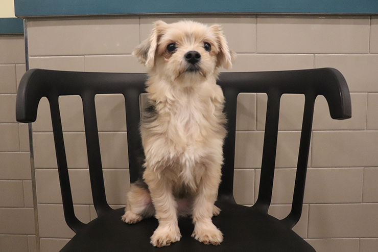 인천 2018 0428 요크셔테리어 복순 책임분양 강아지입양 고양이입양 도그마루 입양케어센터 유기견입양 유기견분양 유기묘분양 강아지파양 고양이파양 유기묘입양