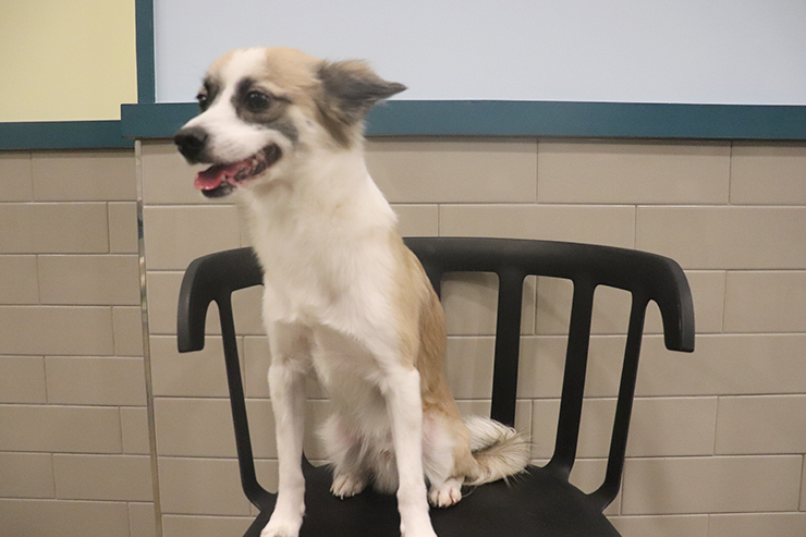 인천 2018 0446 믹스견 보배 책임분양 강아지무료분양 고양이무료분양 도그마루 보호소 유기견 강아지입양 유기견입양 고양이입양 유기견무료분양 유기묘보호소 강아지