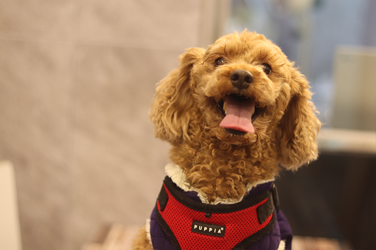 잠실 2018 1077 비숑프리제분양가 유기견 미니비숑 웰시코기분양 스피츠 요크셔테리어분양 먼치킨고양이 노르웨이숲고양이분양 강아지입양 고양이입양 도그마루 입양케어센터