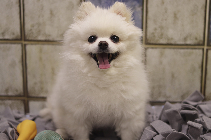 잠실 2019 1142 울산강아지분양 요크셔테리어분양가 새끼강아지분양 잉글리쉬불독 천안고양이분양 가정강아지분양 강아지입양 보더콜리 강아지입양 고양이입양 도그마루 입양