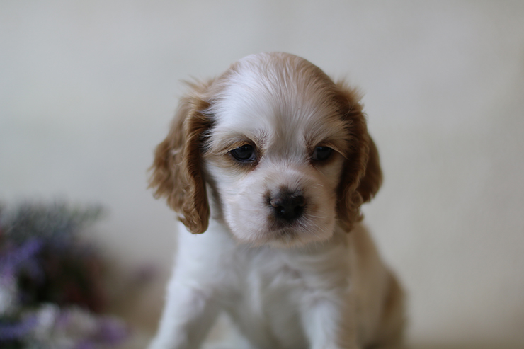 동탄 2022 0035 코카스파니엘 책임분양 브리티쉬숏헤어분양 토이푸들분양 애완견분양 폼피츠분양 유기묘무료분양 말티푸분양 강남고양이분양 말티즈분양 강아지입양 고양이