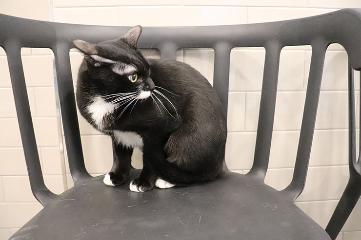 [인천-2019-0705] 코리안숏헤어 꾸꾸 책임분양 : 강아지입양 고양이입양 도그마루 입양케어센터 - 유기견입양 유기견분양 ...