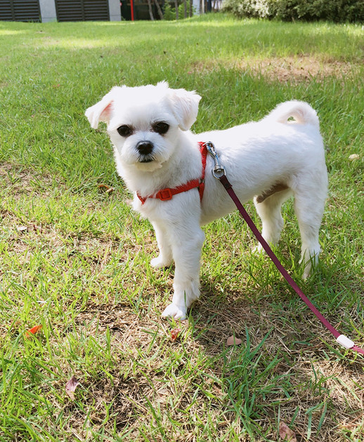 천안 2019 0092 말티즈 밀크 책임분양 강아지입양 고양이입양 도그마루 입양케어센터 유기견입양 유기견분양 유기묘분양 강아지파양 고양이파양 유기묘입양 유기견센터