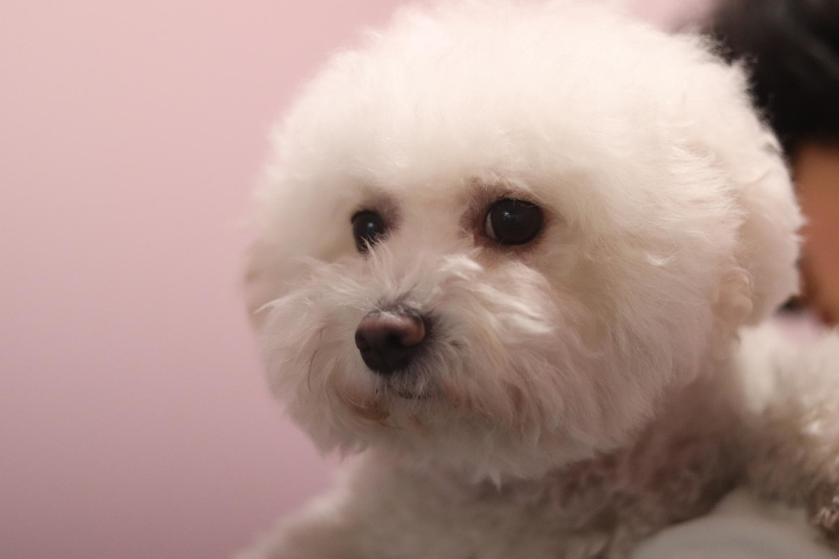 일산 2019 0070 비숑프리제 딸기 책임분양 코리안숏헤어 비숑프리제분양 치와와분양 고양이보호소 광주유기견보호센터 광주광역시유기견보호센터 유기견보호센터봉사 리트리버분양