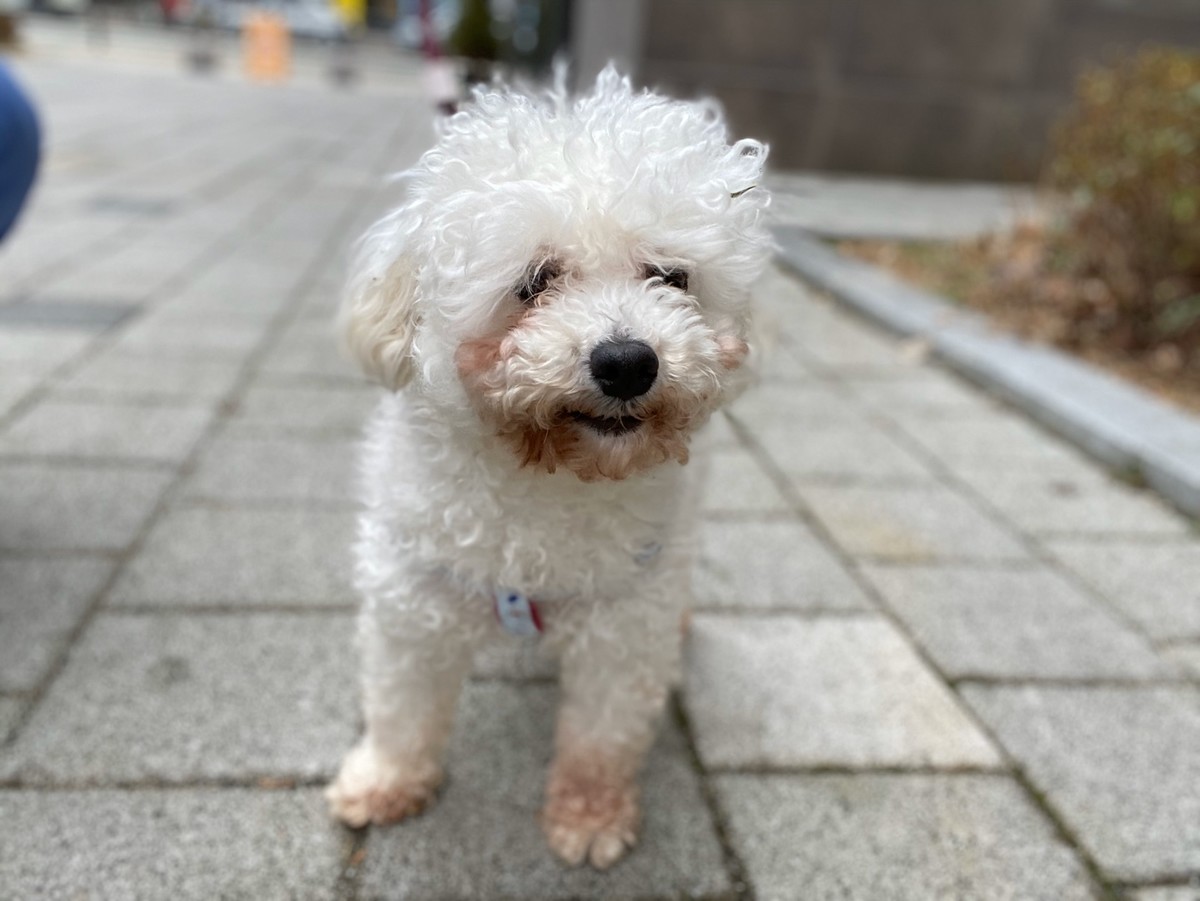 천안 2020 0057 푸들 달이 책임분양 강아지무료분양 고양이무료분양 도그마루 보호소 유기견 강아지입양 유기견입양 고양이입양 유기견무료분양 유기묘보호소 강아지