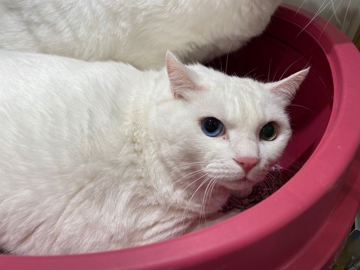 천안 2020 0055 터키시앙고라 김초희 책임분양 강아지무료분양 고양이무료분양 도그마루 보호소 유기견 강아지입양 유기견입양 고양이입양 유기견무료분양 유기묘보호소