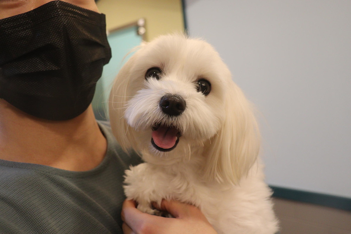 인천 2020 0113 말티즈 주디 책임분양 강아지무료분양 고양이무료분양 도그마루 보호소 유기견 강아지입양 유기견입양 고양이입양 유기견무료분양 유기묘보호소 강아지