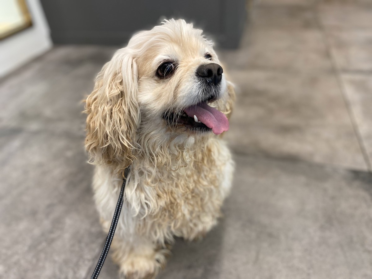 천안 2020 0061 코카스파니엘 코코 책임분양 강아지입양 고양이입양 도그마루 입양케어센터 유기견입양 유기견분양 유기묘분양 강아지파양 고양이파양 유기묘입양