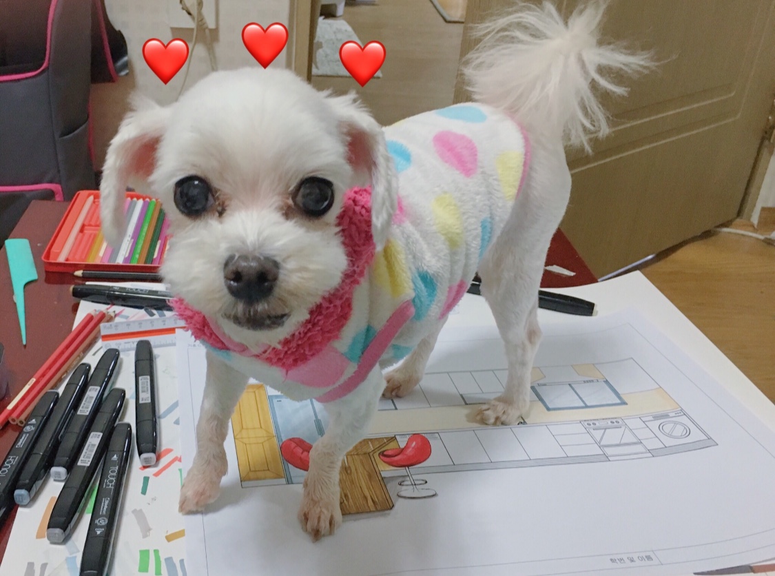 초롱이의 명복을 빕니다. : 위드펫