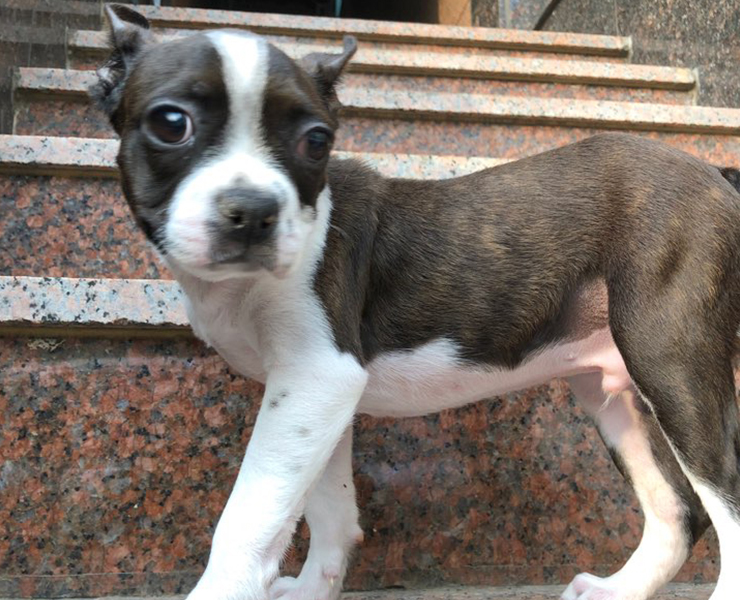 부산 2019 0931 보스턴테리어 책임분양 강아지입양 고양이입양 도그마루 입양케어센터 유기견입양 유기견분양 유기묘분양 강아지파양 고양이파양 유기묘입양 유기견센터