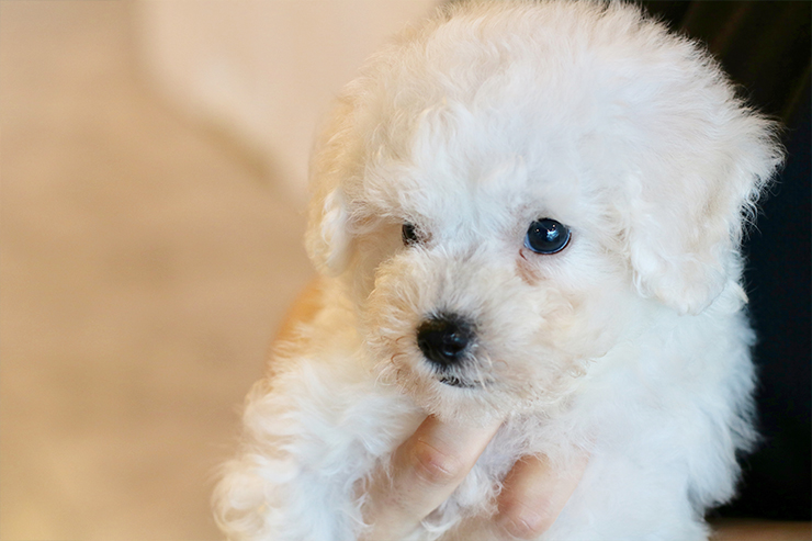 부산 2019 1183 비숑프리제 책임분양 강아지입양 고양이입양 도그마루 입양케어센터 유기견입양 유기견분양 유기묘분양 강아지파양 고양이파양 유기묘입양 유기견센터