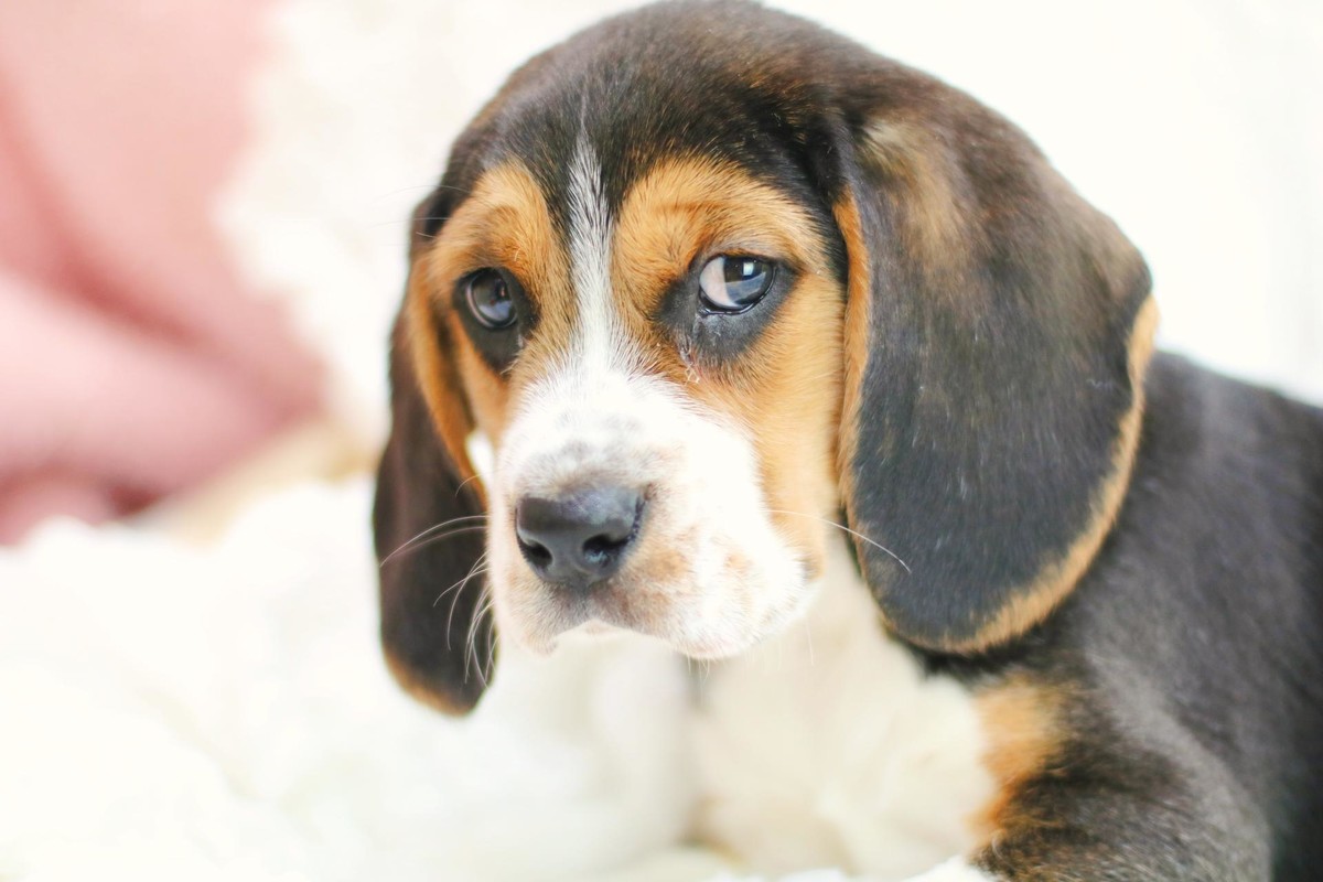 부산 2020 0056 비글 책임분양 강아지입양 고양이입양 도그마루 입양케어센터 유기견입양 유기견분양 유기묘분양 강아지파양 고양이파양 유기묘입양 유기견센터 고양이