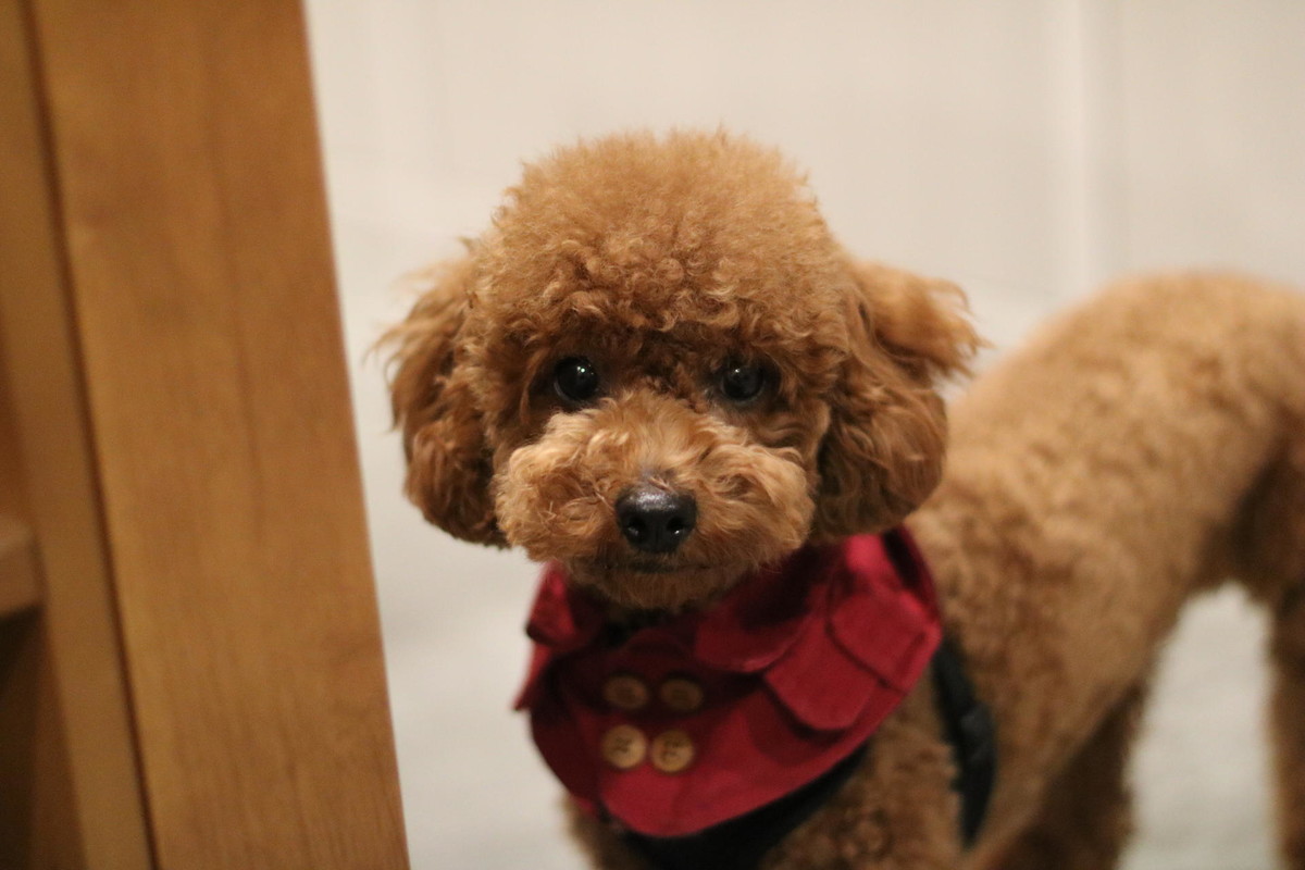 부산 2020 0014 초코푸들 초코 책임분양 강아지입양 고양이입양 도그마루 입양케어센터 유기견입양 유기견분양 유기묘분양 강아지파양 고양이파양 유기묘입양 유기견