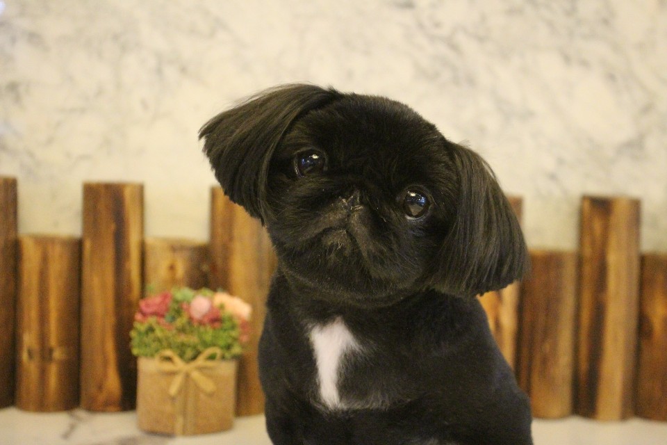 강남 2020 0002 페키니즈 우리 책임분양 강아지입양 고양이입양 도그마루 입양케어센터 유기견입양 유기견분양 유기묘분양 강아지파양 고양이파양 유기묘입양 유기견