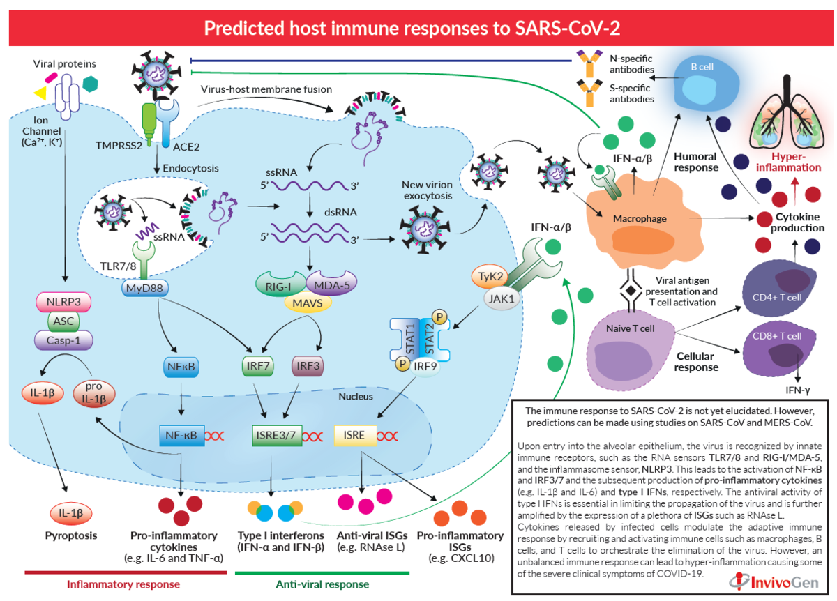 Spotlight on COVID-19: Predicted immune responses : Invivogen 제품 소개