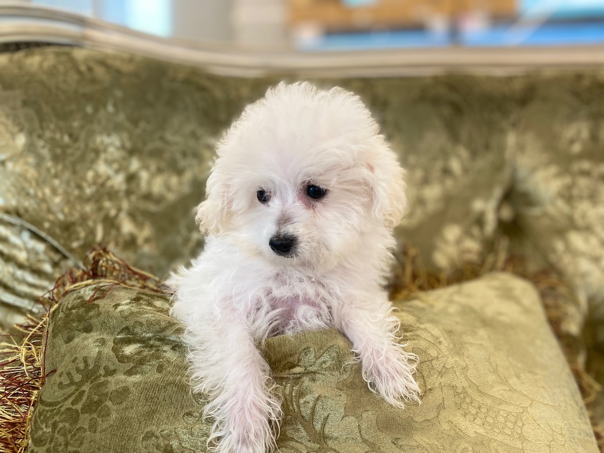 분당 2020 0071 화이트푸들 책임분양 강아지무료분양 고양이무료분양 도그마루 보호소 유기견 강아지입양 유기견입양 고양이입양 유기견무료분양 유기묘보호소 강아지