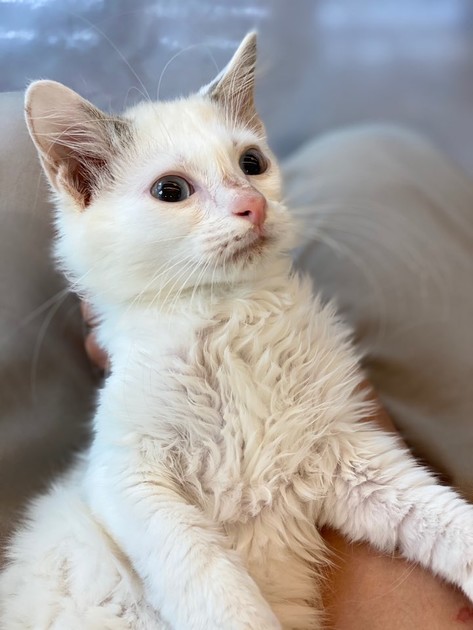 비숑프리제분양가 유기견 미니비숑 웰시코기분양 스피츠 요크셔테리어분양 먼치킨고양이 노르웨이숲고양이분양 강아지무료분양 고양이무료분양 도그마루 보호소 유기견 강아지입양