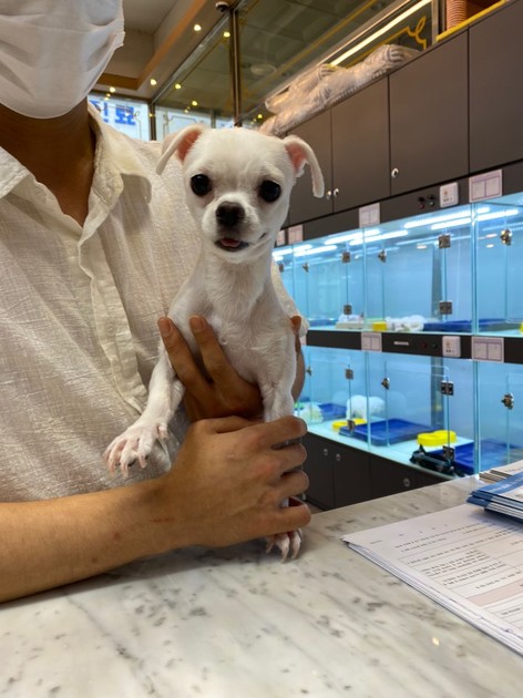 고양이종류 강아지종류 먼치킨 비숑프리제 강아지무료분양 유기견무료분양 시고르자브종 렉돌 친칠라 수리 강아지입양 고양이입양 도그마루 입양케어센터 유기견입양 유기견분양