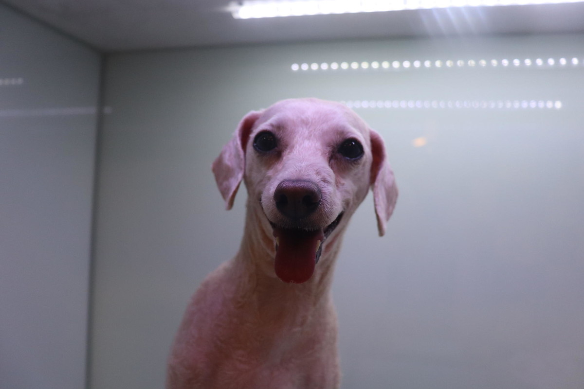 인천 2020 0316 푸들 가을이 책임분양 강아지입양 고양이입양 도그마루 입양케어센터 유기견입양 유기견분양 유기묘분양 강아지파양 고양이파양 유기묘입양 유기견센터