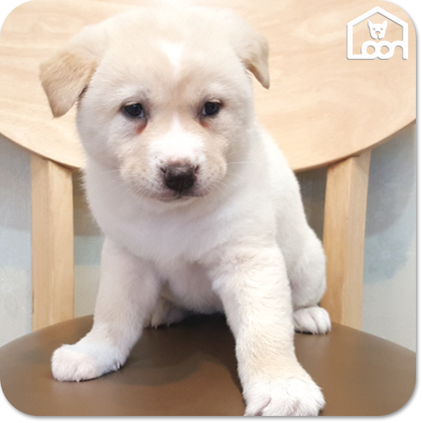 풍산개 책임분양 브리티쉬숏헤어분양 토이푸들분양 애완견분양 폼피츠분양 유기묘무료분양 말티푸분양 강남고양이분양 말티즈분양 강아지무료분양 유기견무료분양 유기묘입양 유기묘