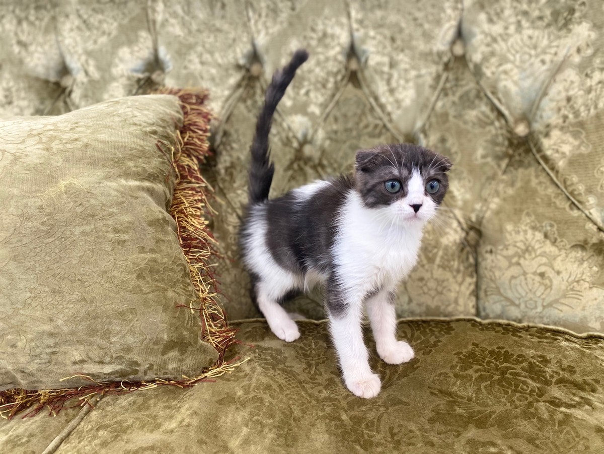 코리안숏헤어 비숑프리제분양 치와와분양 고양이보호소 광주유기견보호센터 광주광역시유기견보호센터 유기견보호센터봉사 리트리버분양 강아지무료분양 고양이무료분양 도그마루 라이트