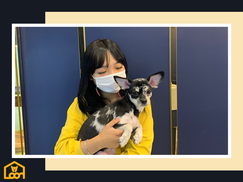 장모치와와 달옥이 책임분양 대전강아지분양 아비시니안 아메리칸숏헤어분양 시츄분양 강아지파양 푸들종류 먼치킨고양이입양 부산강아지무료분양 빅토리아펫보호소 입양완료