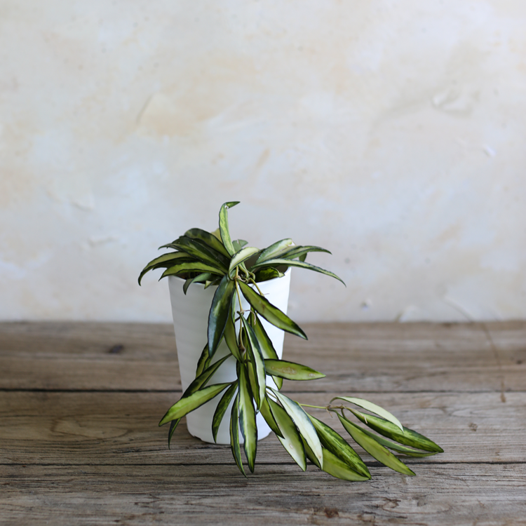 Hoya Kentiana variegated + White Long POT 호야 켄티아나 무늬종 + 화이트 롱팟 : 포에트리 가든