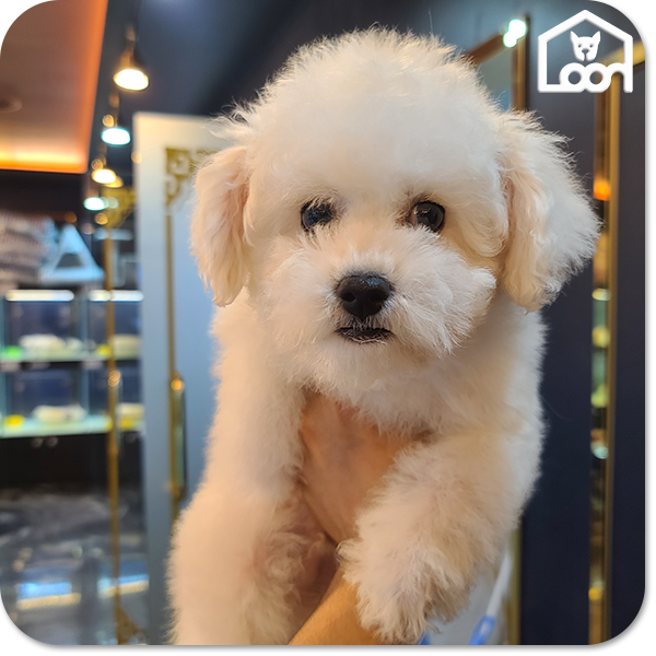 비숑프리제 책임분양 뱅갈고양이 도베르만분양 미니말티즈 스핑크스고양이분양 장모치와와 빠삐용 스핑크스고양이 브리티시숏헤어분양 강아지무료분양 유기견무료분양 유기묘입양