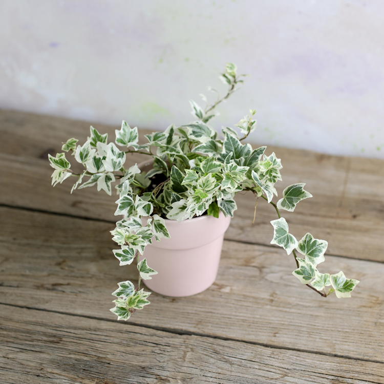 Hedera helix sp. + Pink Glazed POT 무늬 아이비 (수성 아이비) + 분홍색 유약분 : 포에트리 가든