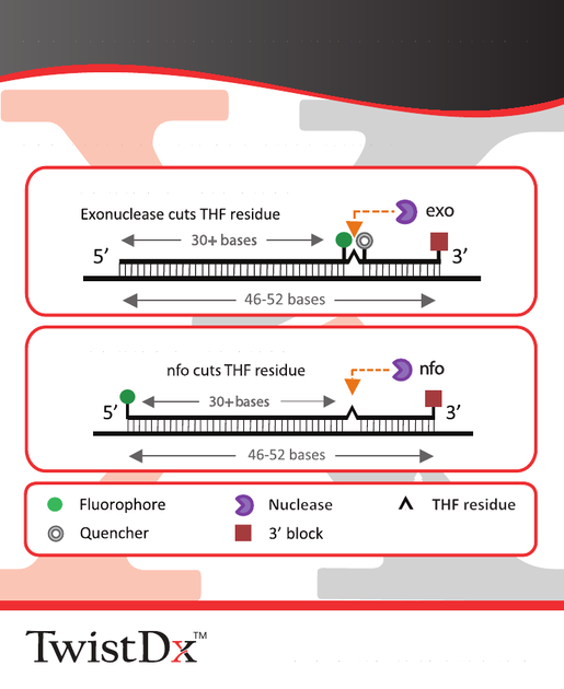 TwistAmp® exo Kit & Exo Probe 검출기술에 도전하세요 !!! : Recomninase Polymerase ...