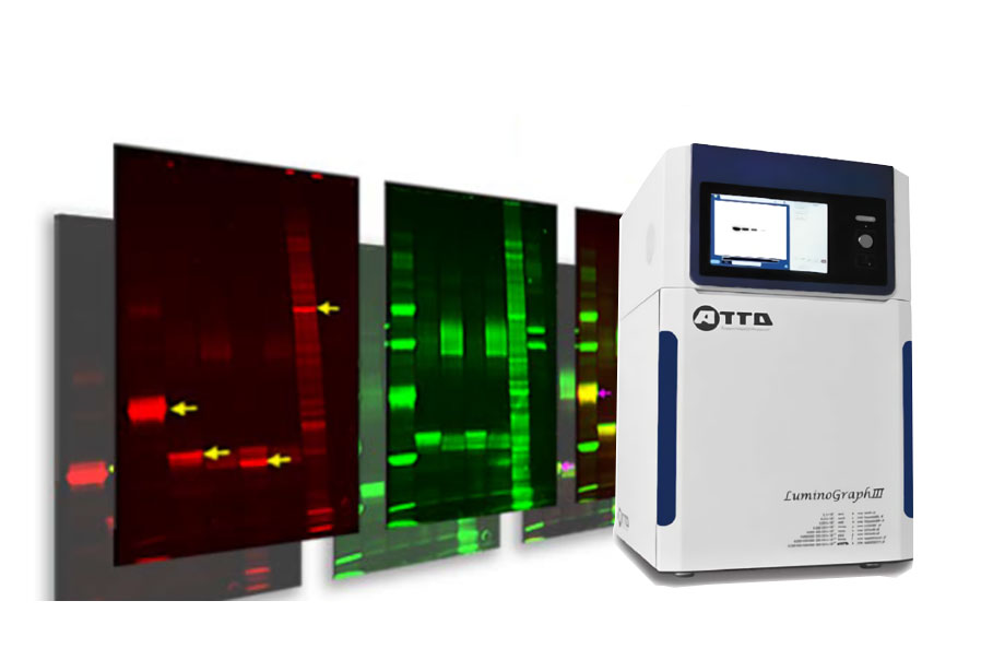Chemiluminescence Imaging System_ Luminograph III : ATTO 제품 소개