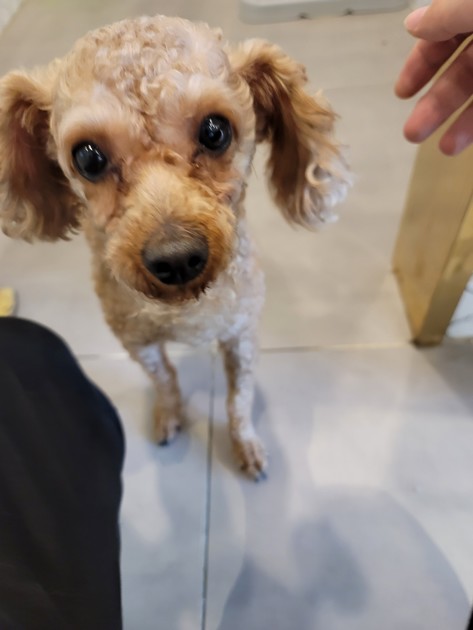 비숑프리제분양가 유기견 미니비숑 웰시코기분양 스피츠 요크셔테리어분양 먼치킨고양이 노르웨이숲고양이분양 코코 강아지무료분양 고양이무료분양 도그마루 보호소 유기견 강아지