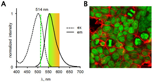 Miami Yellow, DNA-Binding Fluorescent Dye : DNA-Binding Fluorescent Dyes