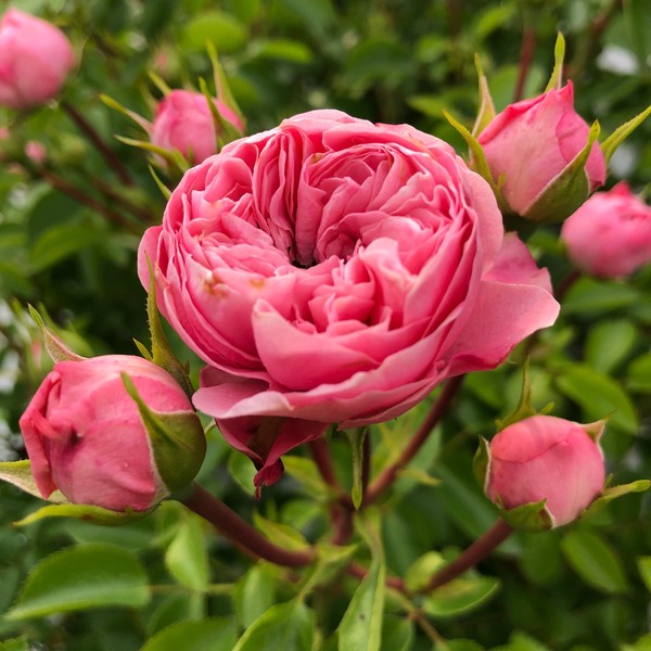 SekiFlora.TantauRoses