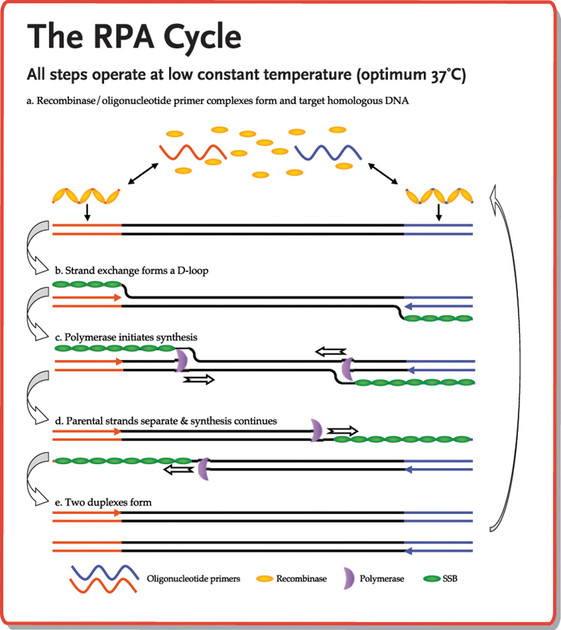 How to use TwistAmp® kits : Recomninase Polymerase Amplification Technology