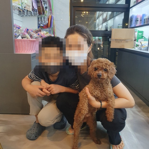 노원 2021 0074 푸들 행복이 책임분양 프렌치불독크기 빠삐용크기 파피용크기 사모예드크기 스피츠크기 시바견크기 시베리안허스키크기 시츄크기 요크셔테리어크기 웰시코기크기