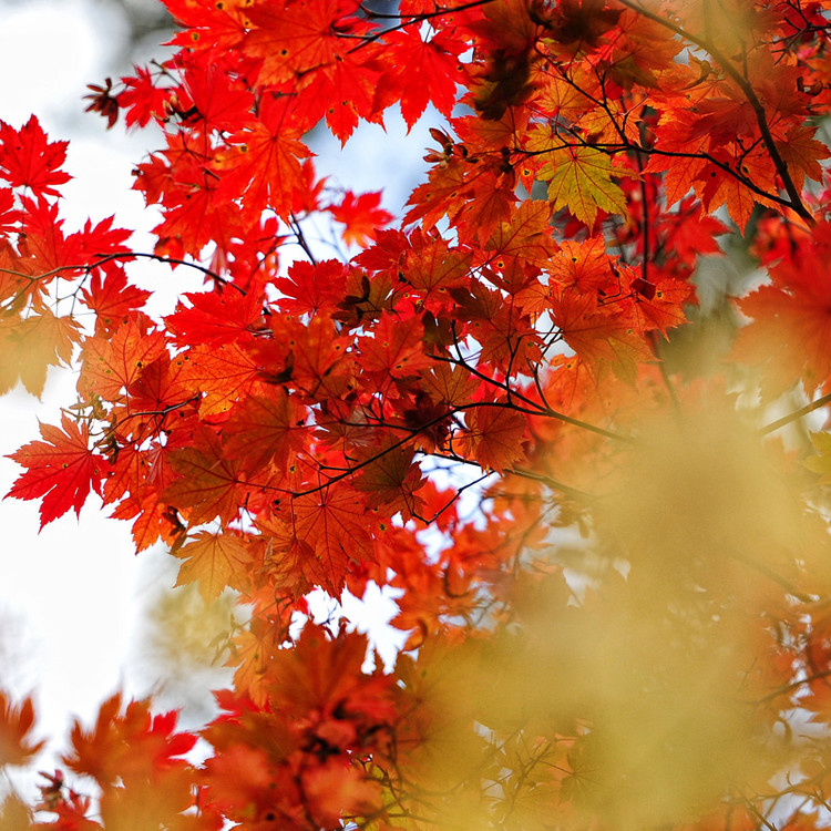 [TRIO 楽譜] Maple Leaf Rag - ヴァイオリン、チェロ、ピアノトリオ 室内楽 アンサンブル : MUSICALIBRA JAPAN