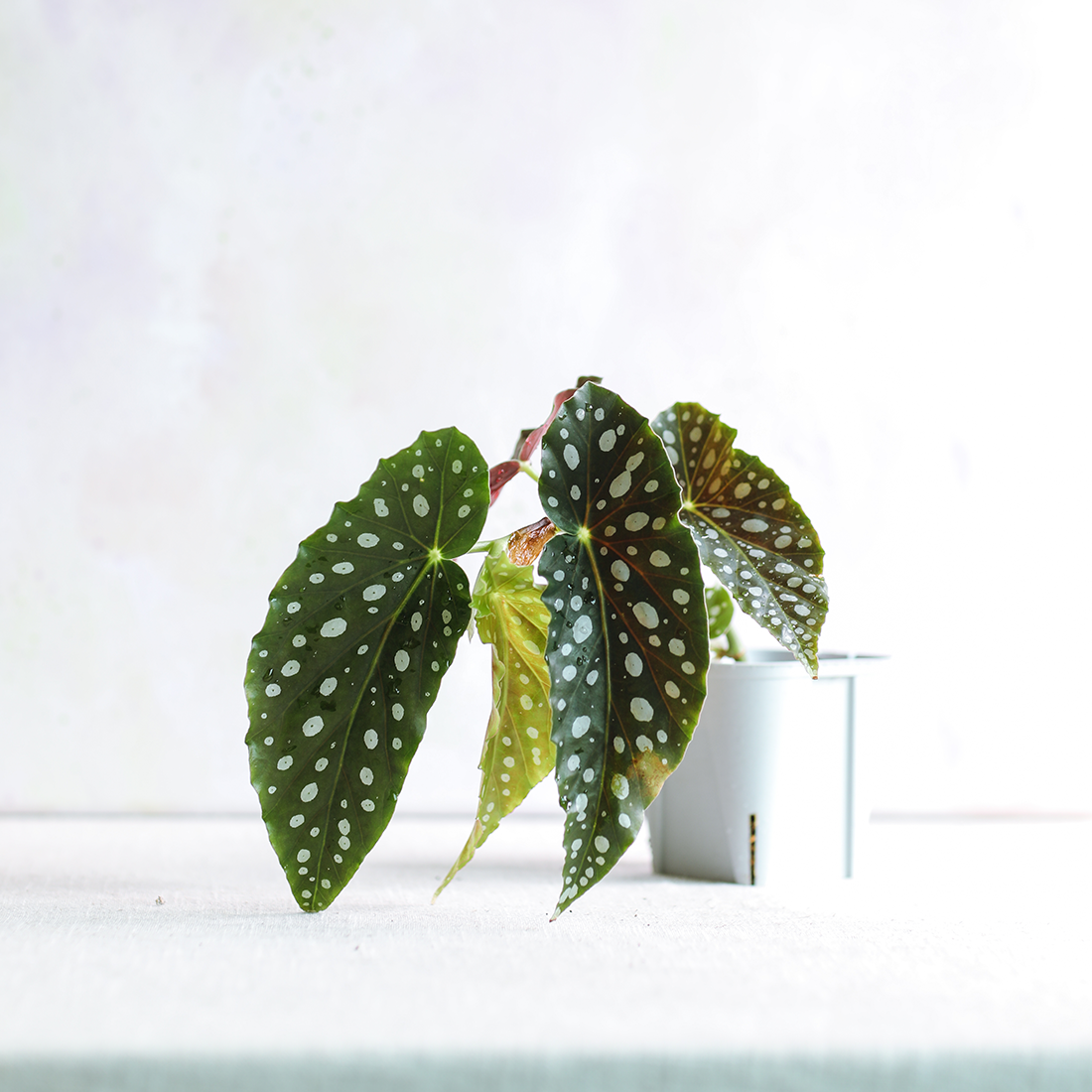 Begonia 'Nagareboshi' ナガレボシ (流れ星) 베고니아 나가레보시 : 포에트리 가든