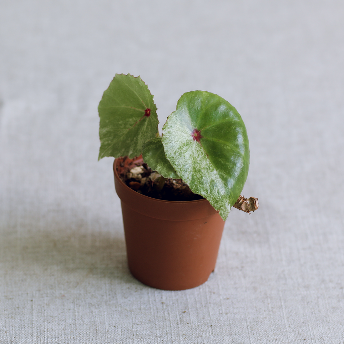 Begonia rouge variegated 베고니아 루즈 무늬종 (무늬 루즈) : 포에트리 가든