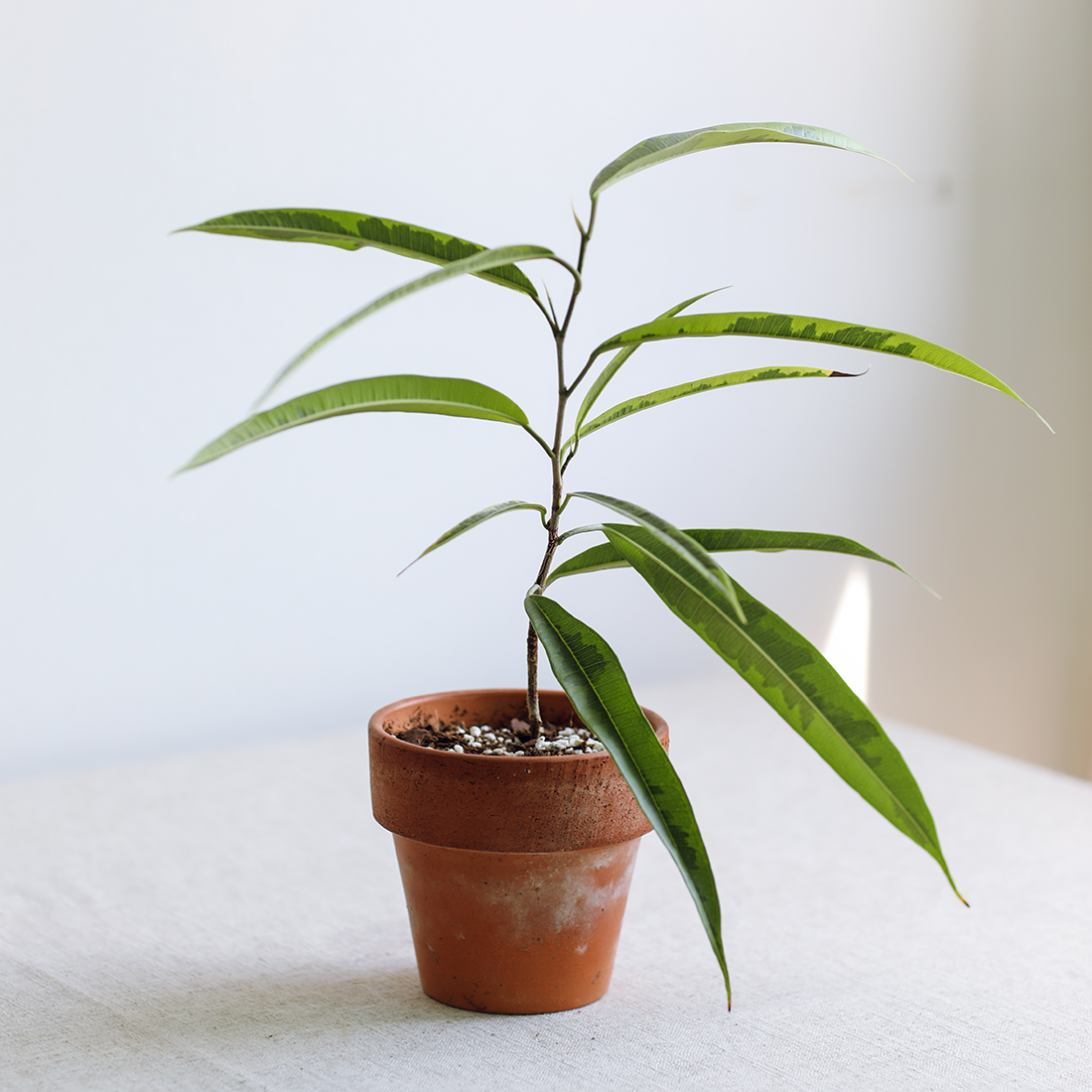 Ficus maclellandii ‘Alii Variegated’ + Terracotta POT 휘커스 알리 무늬종 (무늬 알리 ...