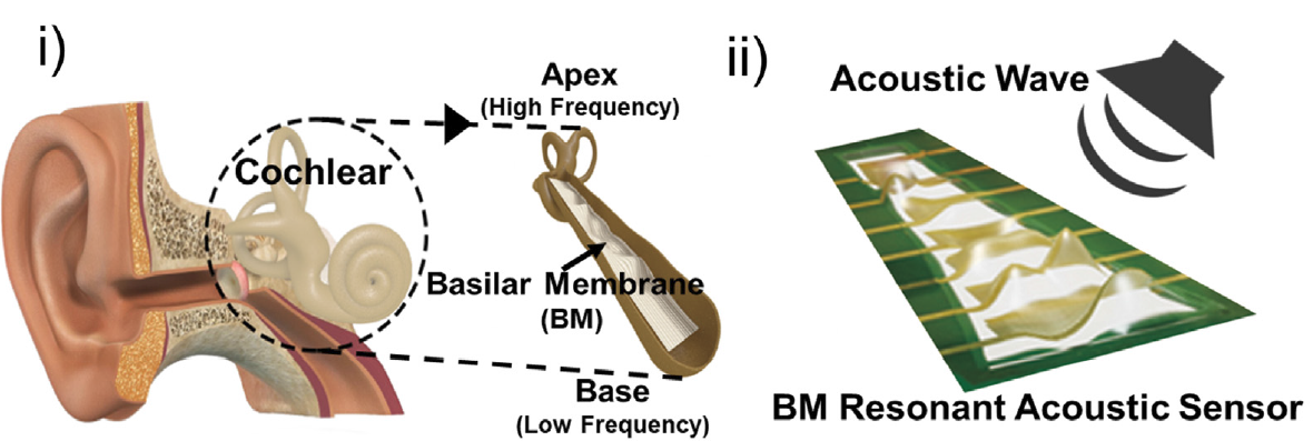 Basilar membrane-inspired self-powered acoustic sensor enabled by ...
